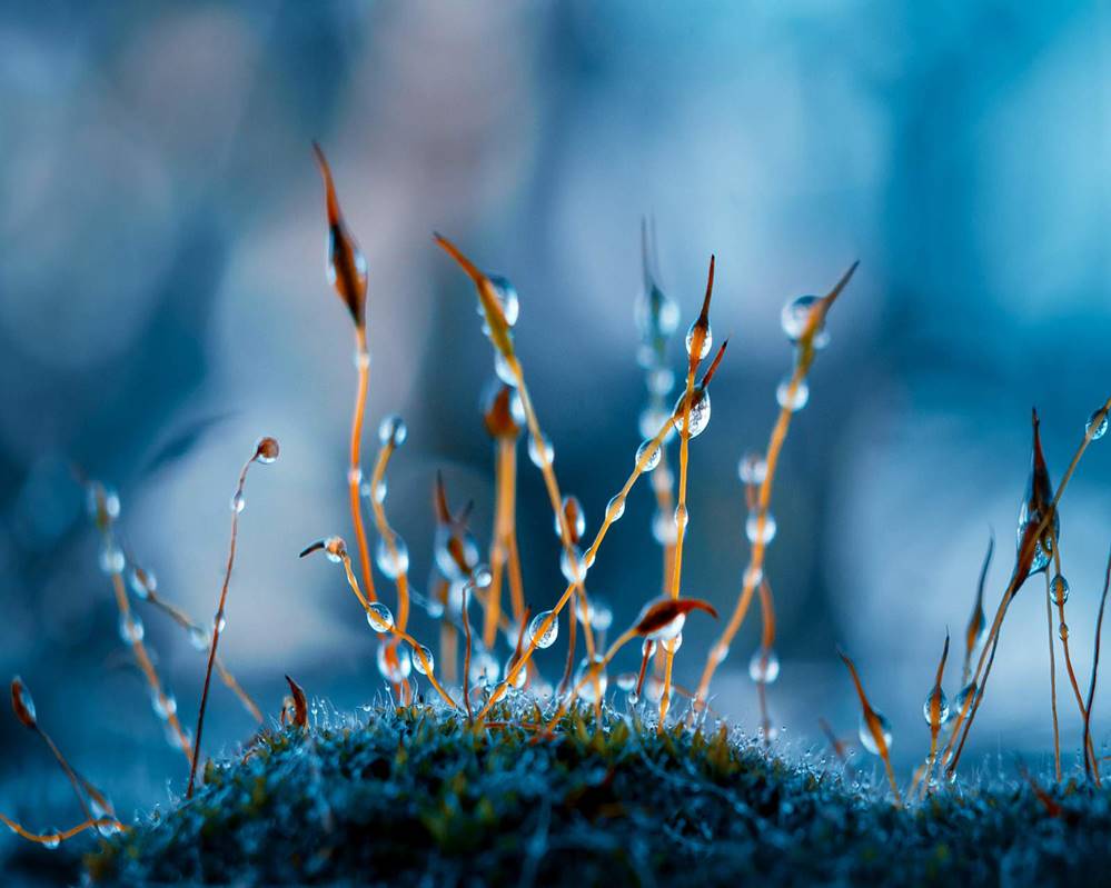 ΔΙΑΓΩΝΙΣΜΟΣ PHOTONET – PHOTOCONTEST “WELCOME SPRING”: OI NIKHTEΣ ΚΑΙ ΟΙ ...