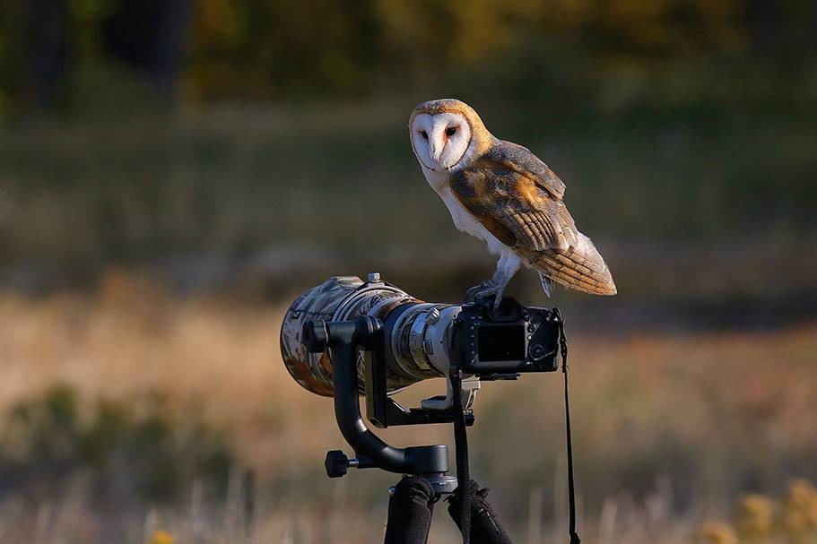 EISA MAΕSTRO 2023 – ΘΕΜΑ: “ANIMAL KINGDOM” – Photonet: για το φωτογράφο ...